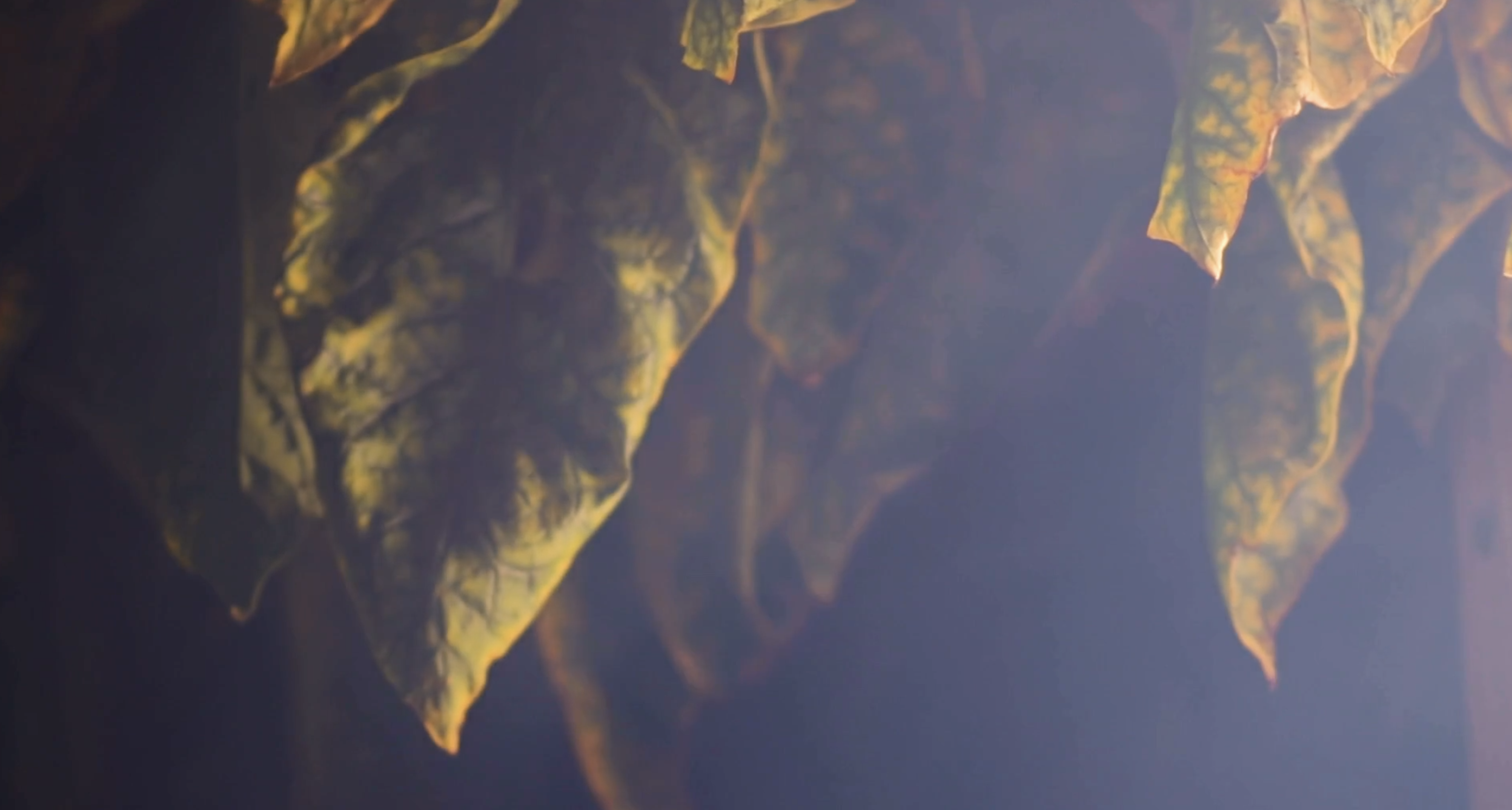 The Dark Fire-Cured Tobacco Capital of the World - Avanti Cigar