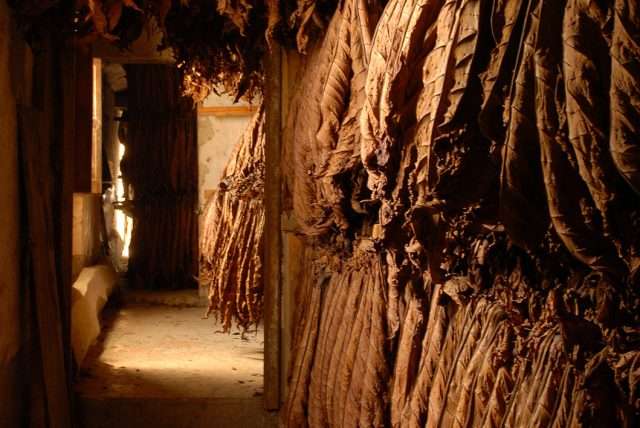 How Avanti Dark Fire-Cured Tobacco Stands Out From the Rest - Avanti Cigar
